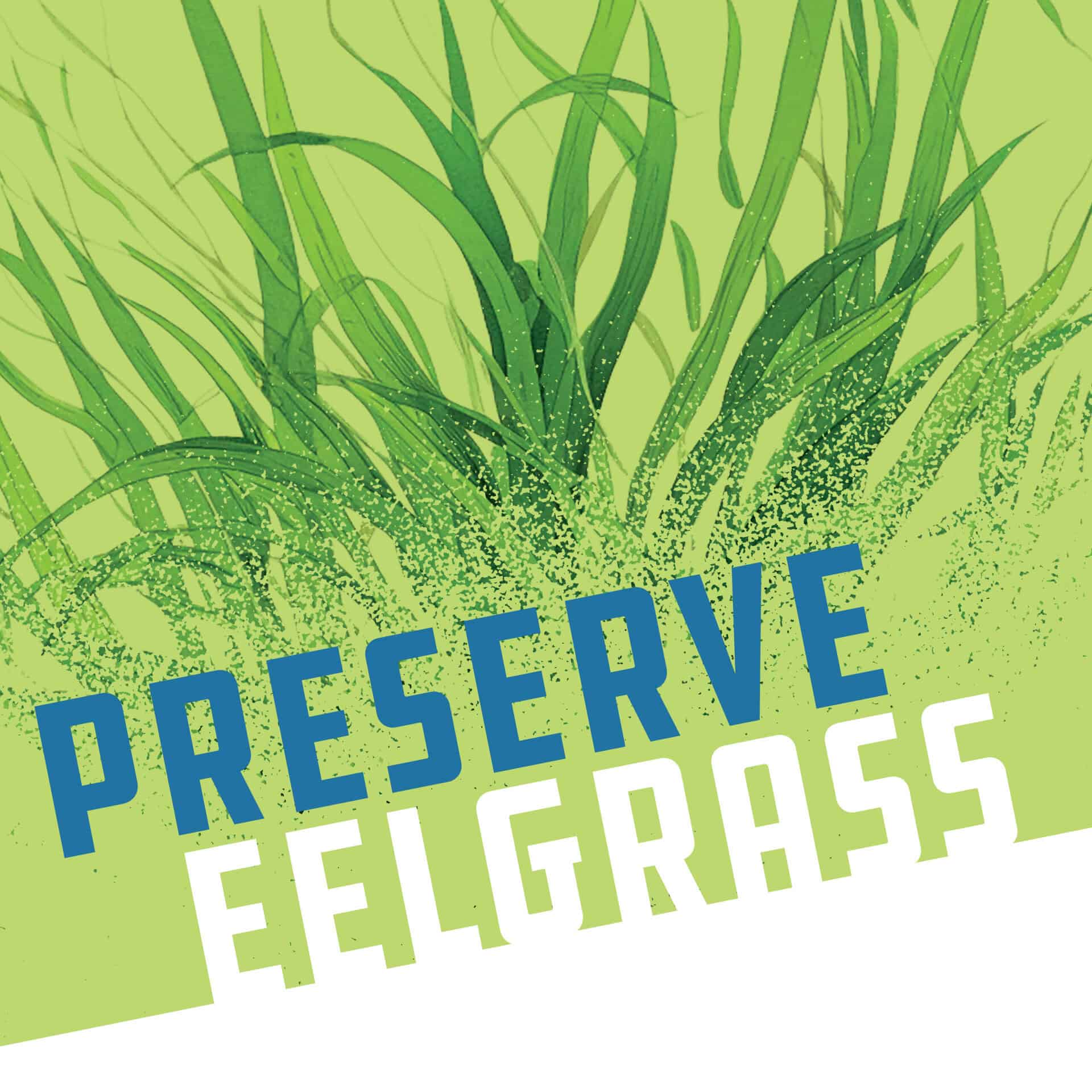 preserve eelgrass habitat campaign for Whatcom MRC